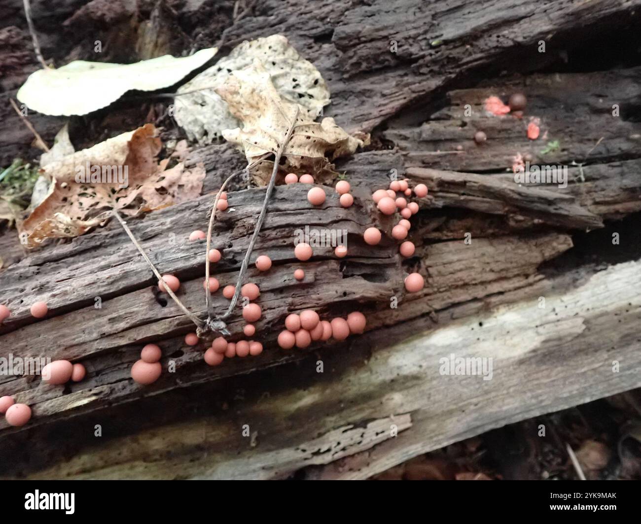 Wolf's Milk (Lycogala epidendrum Stock Photo - Alamy