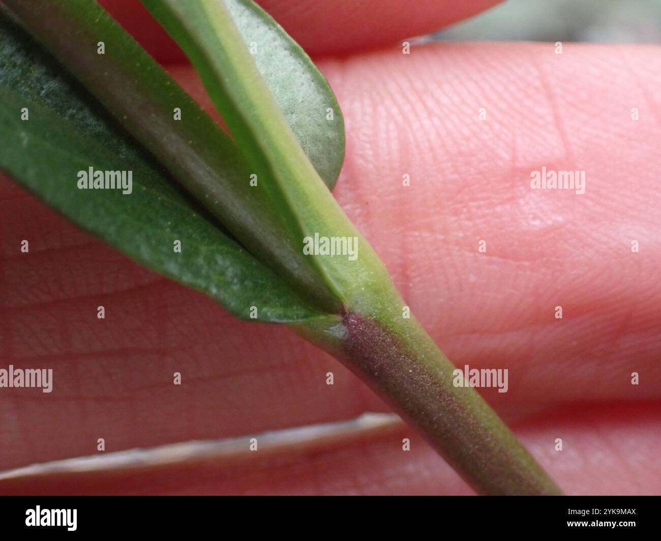 Yellow Beardtongue (Penstemon confertus Stock Photo - Alamy