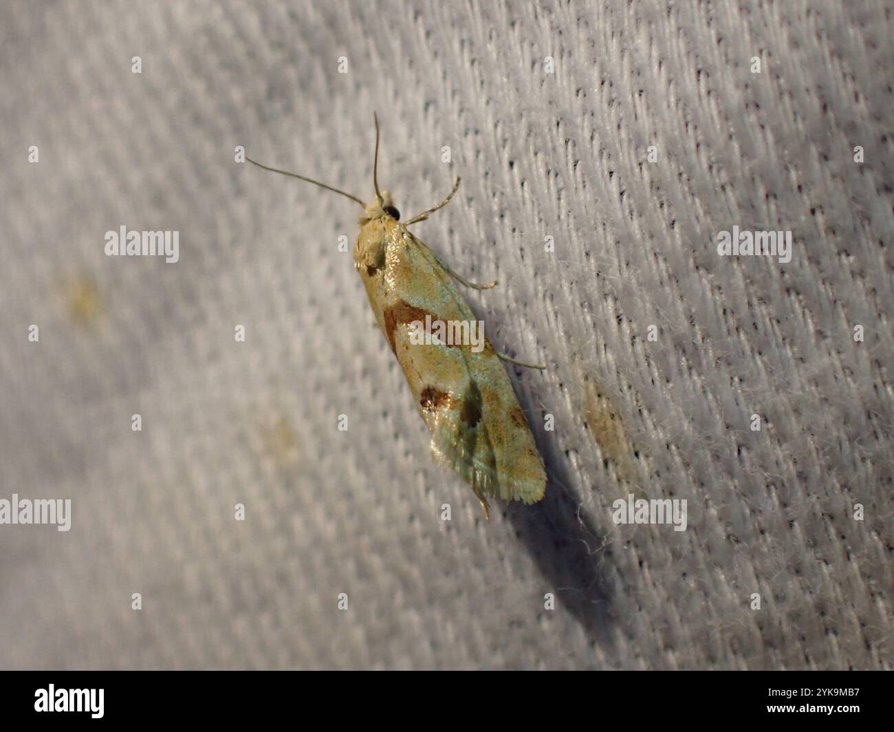 Smeathmann's Aethes Moth (Aethes smeathmanniana Stock Photo - Alamy