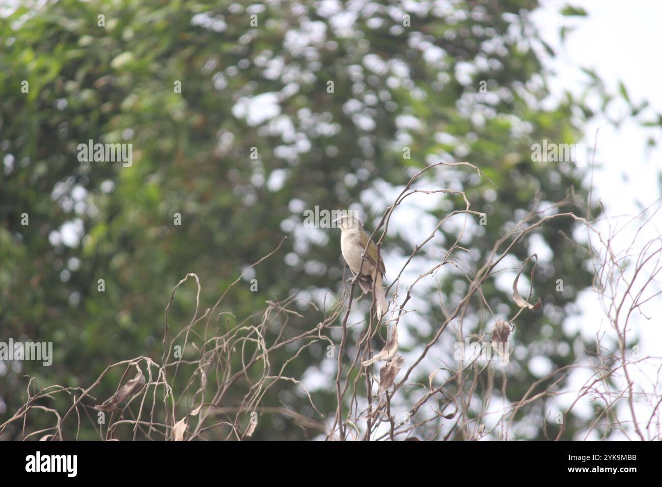 Streaked saltator hi-res stock photography and images - Alamy