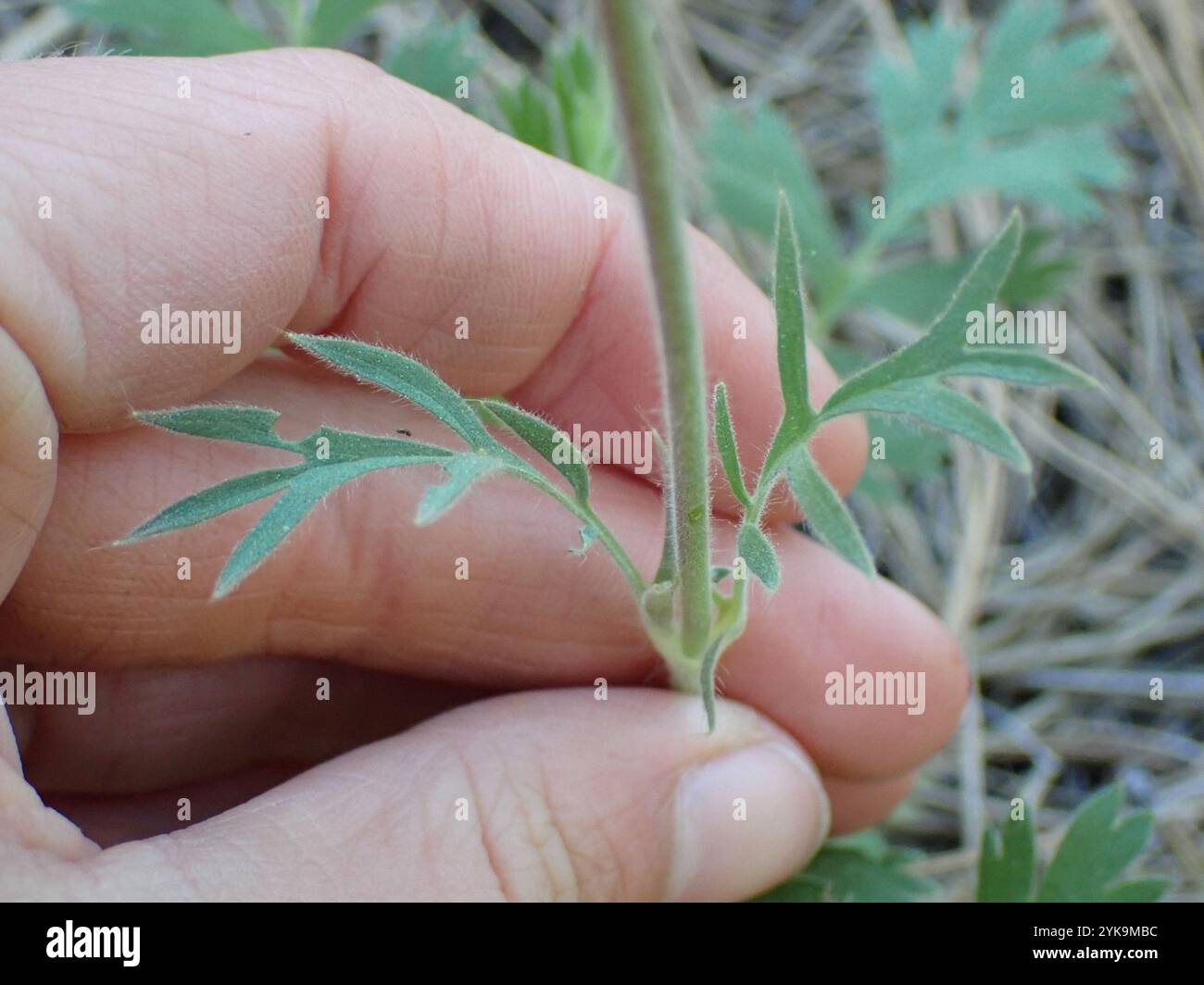 prairie smoke (Geum triflorum Stock Photo - Alamy