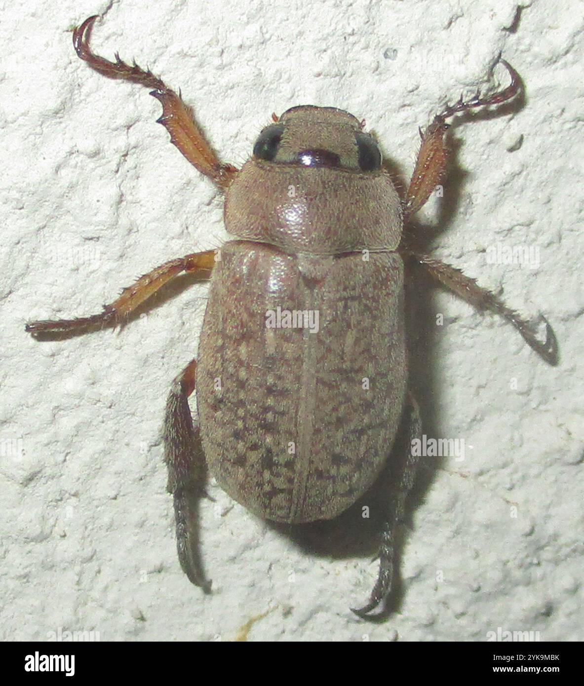 Adoretus hi-res stock photography and images - Alamy