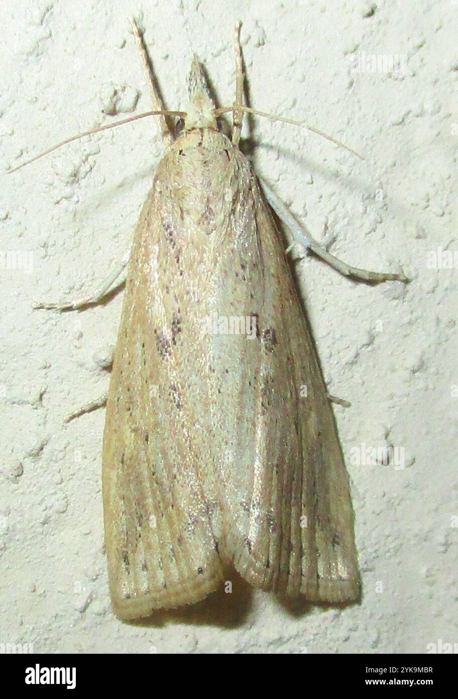 Sorghum Stem Borer (Chilo partellus Stock Photo - Alamy