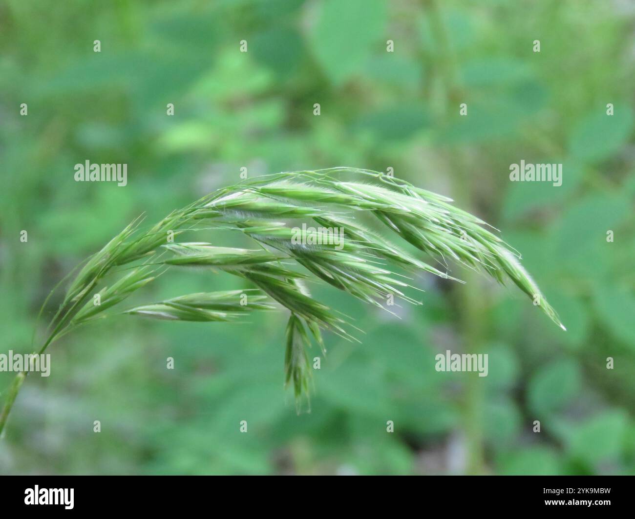 Fringed Brome (Bromus ciliatus Stock Photo - Alamy