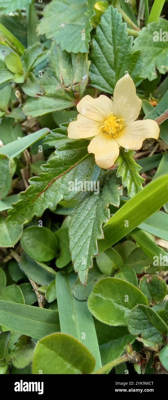 three-lobe false mallow (Malvastrum coromandelianum Stock Photo - Alamy