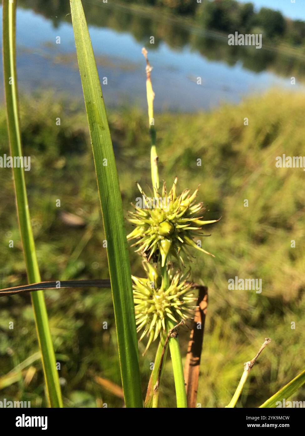 Branching Bur-reed (Sparganium androcladum Stock Photo - Alamy
