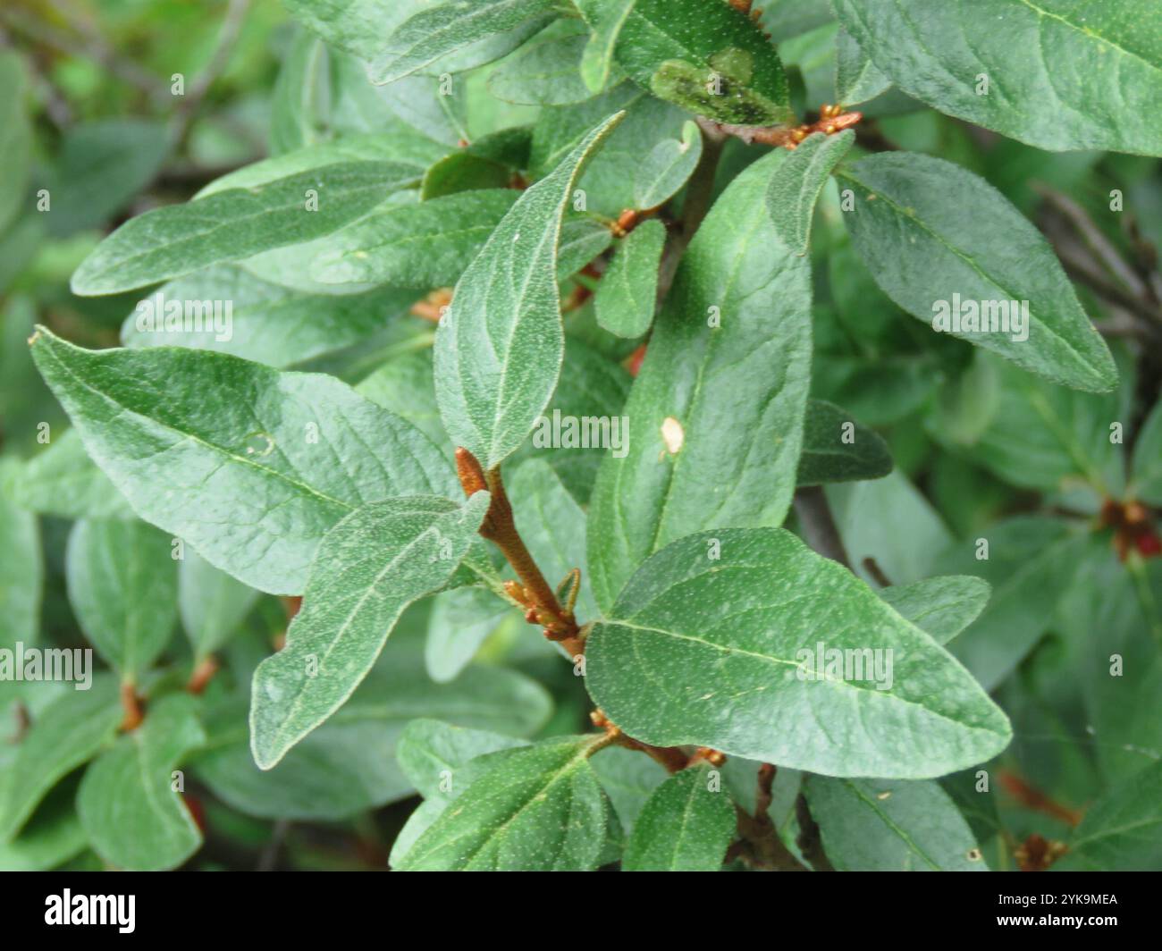 Canadian buffalo-berry (Shepherdia canadensis Stock Photo - Alamy