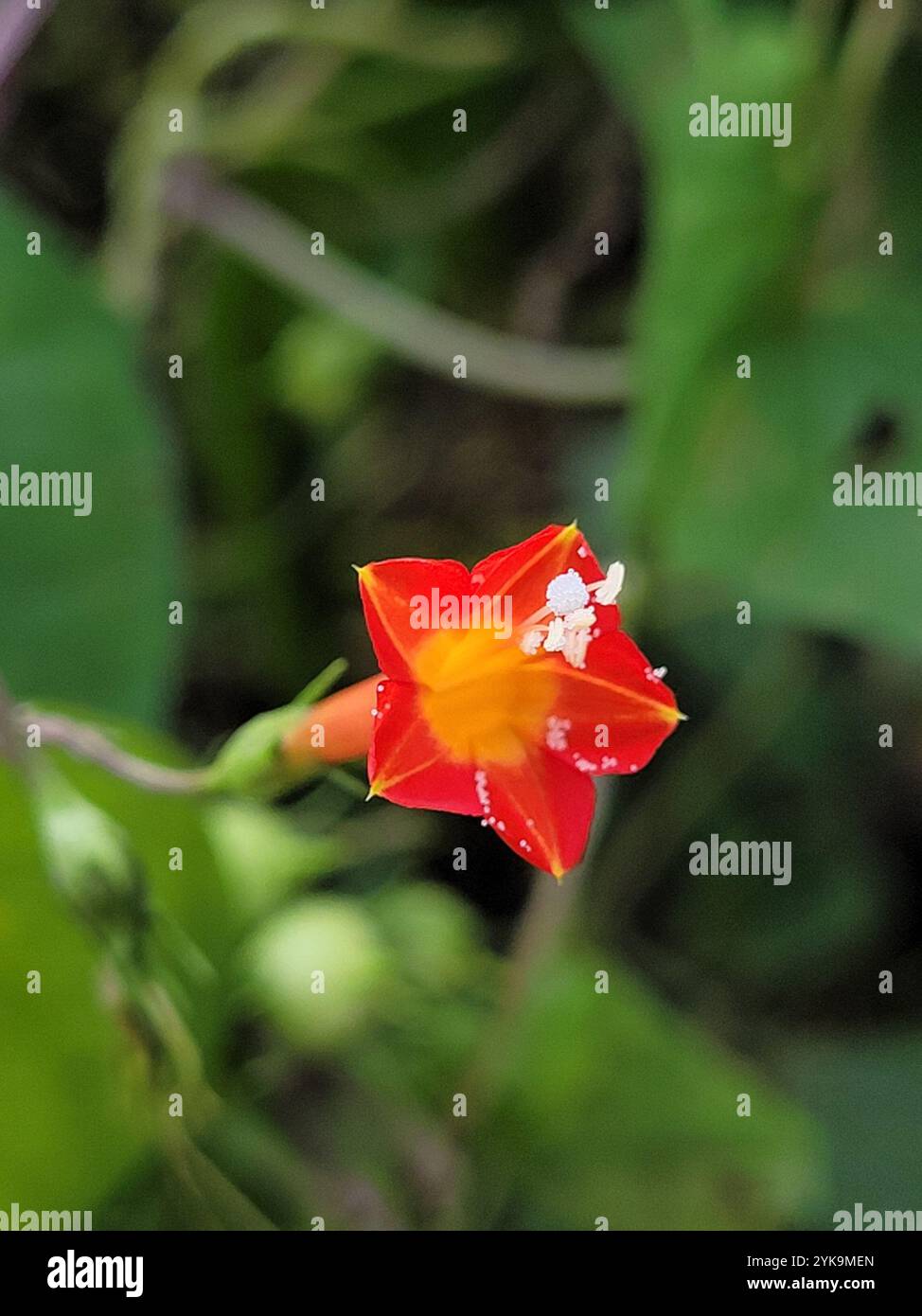 red morning glory (Ipomoea coccinea Stock Photo - Alamy