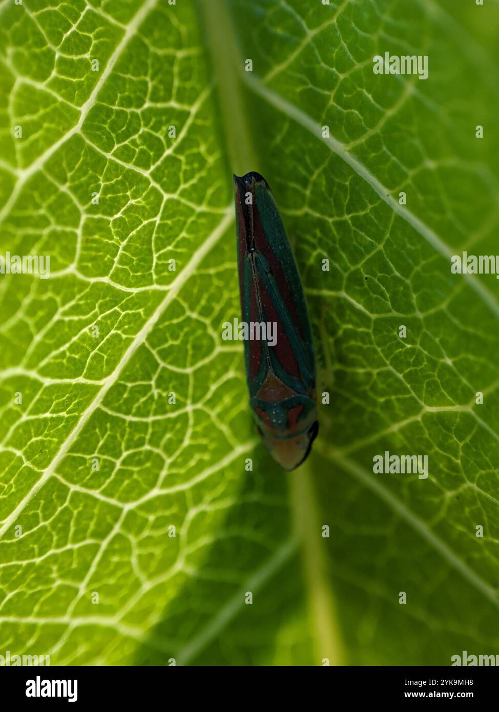 Red-banded Leafhopper (Graphocephala coccinea Stock Photo - Alamy