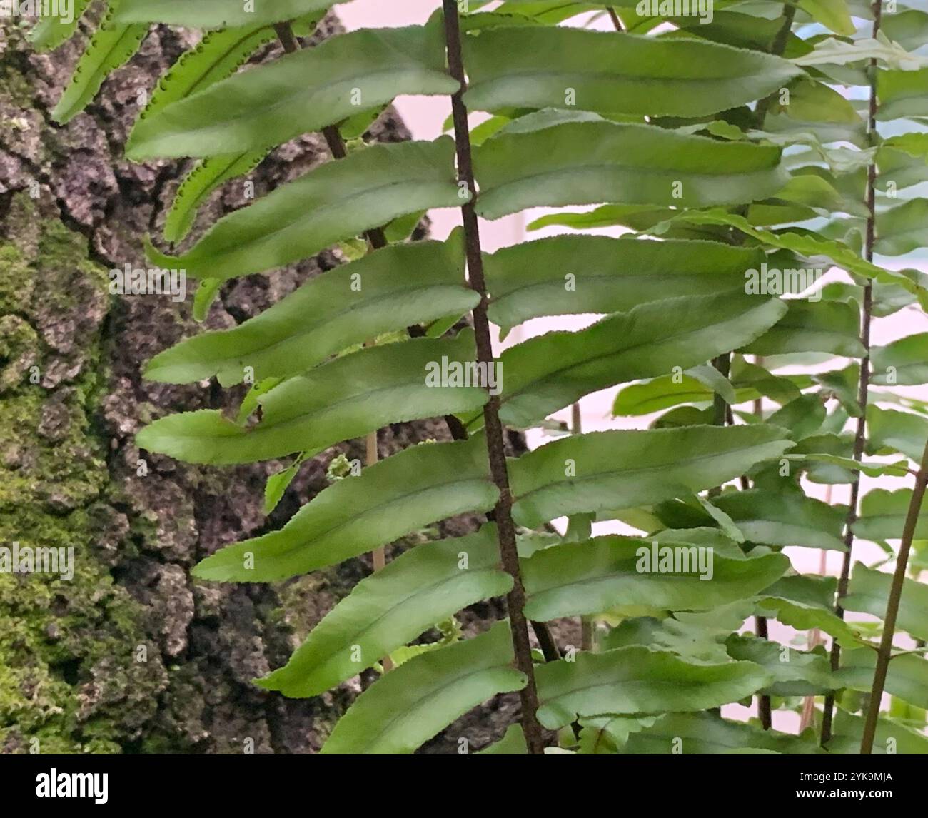 sword ferns (Nephrolepis Stock Photo - Alamy
