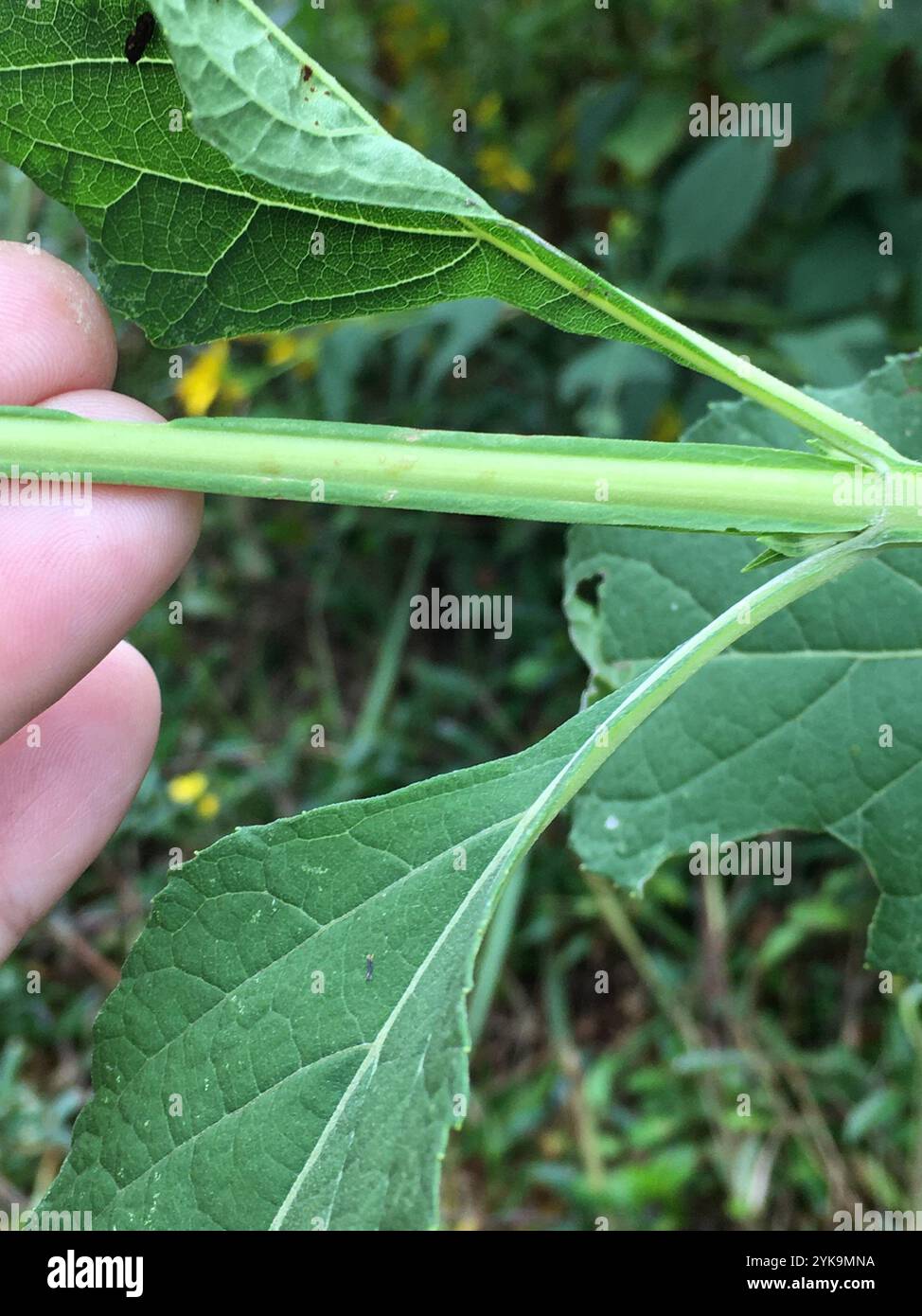 Yellow Crownbeard (Verbesina occidentalis Stock Photo - Alamy