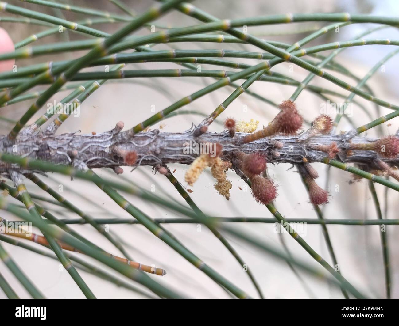 Sheoaks hi-res stock photography and images - Alamy