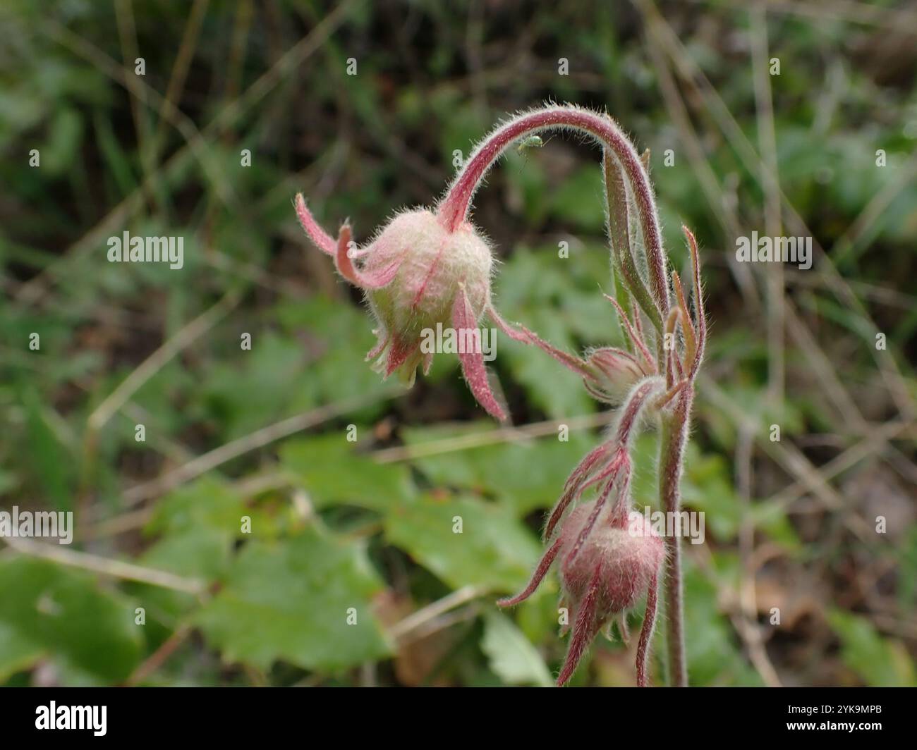 prairie smoke (Geum triflorum Stock Photo - Alamy