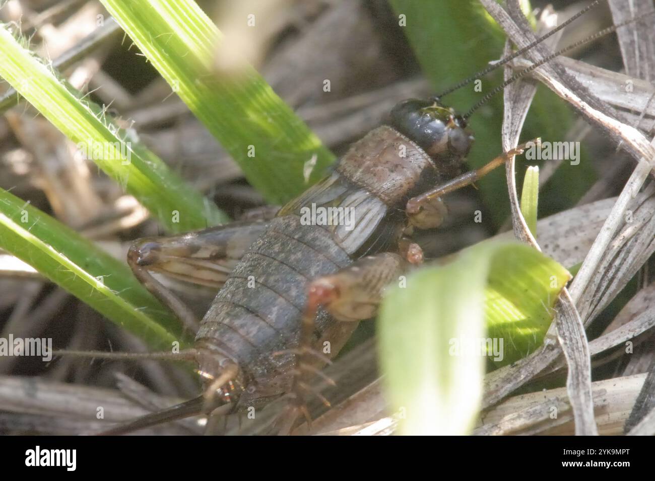 Nemobius hi-res stock photography and images - Alamy