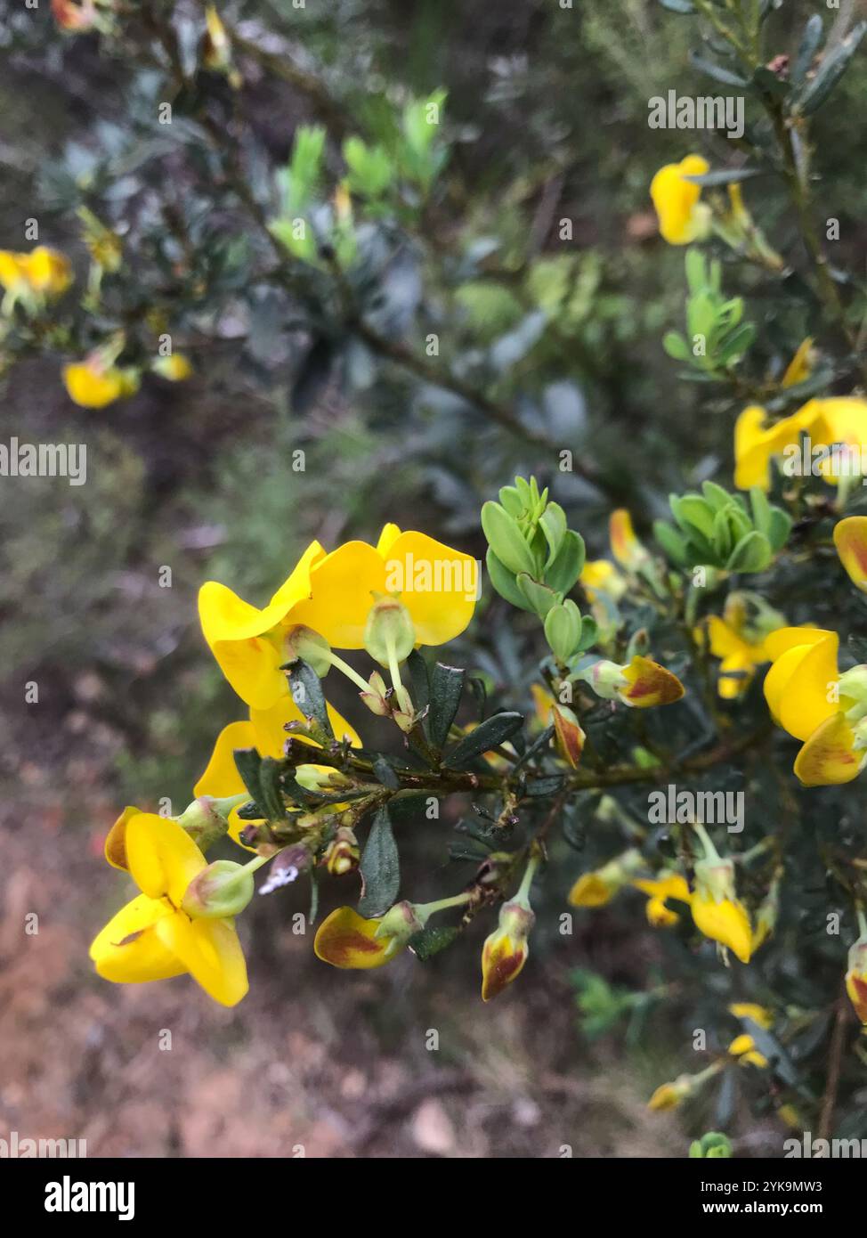 Vlei Honeybush (Cyclopia subternata Stock Photo - Alamy