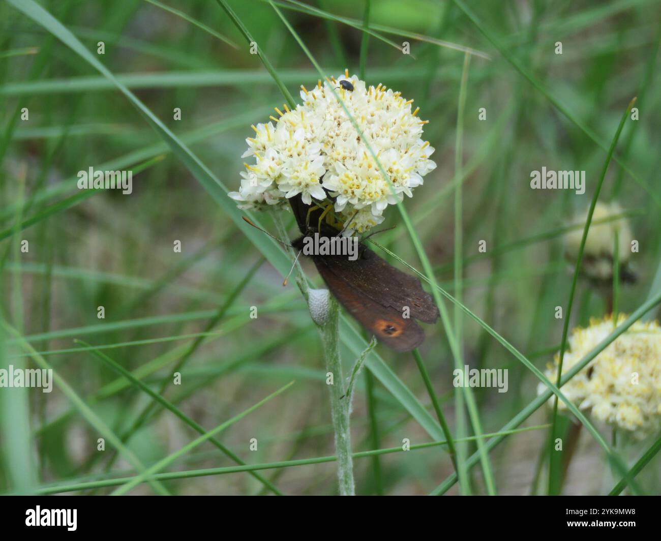 Common Alpine (Erebia epipsodea Stock Photo - Alamy
