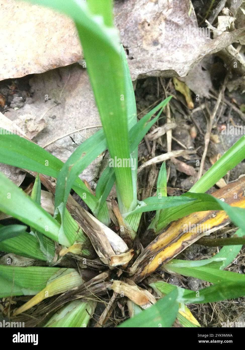 White Bear Sedge (Carex albursina Stock Photo - Alamy