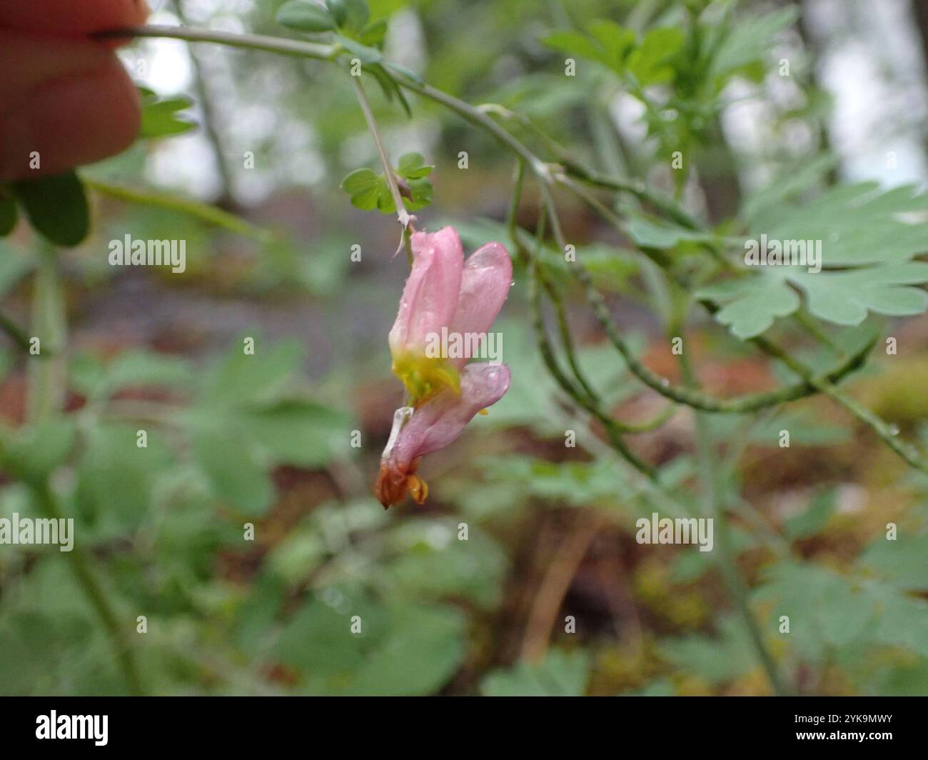 rock harlequin (Capnoides sempervirens Stock Photo - Alamy
