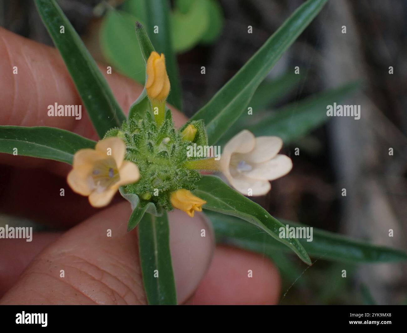grand collomia (Collomia grandiflora Stock Photo - Alamy