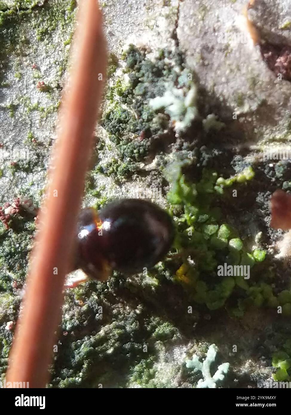 Agathidium hi-res stock photography and images - Alamy