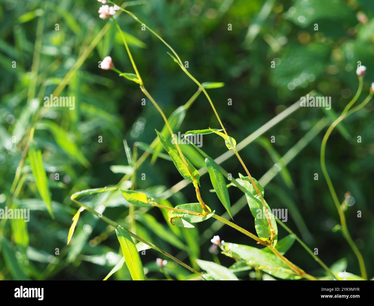 arrow-leaved tearthumb (Persicaria sagittata Stock Photo - Alamy