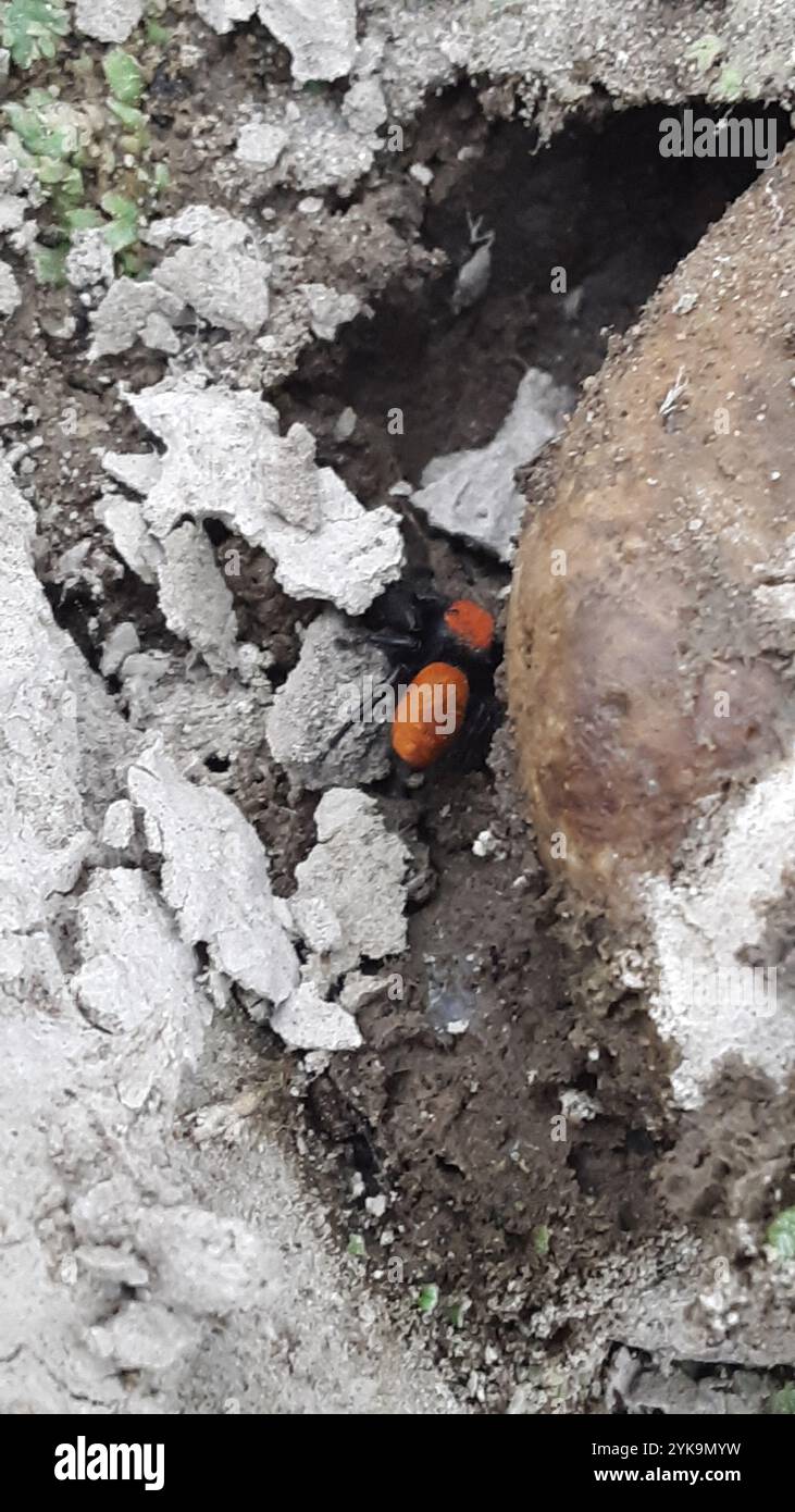 Apache Jumping Spider (Phidippus apacheanus Stock Photo - Alamy