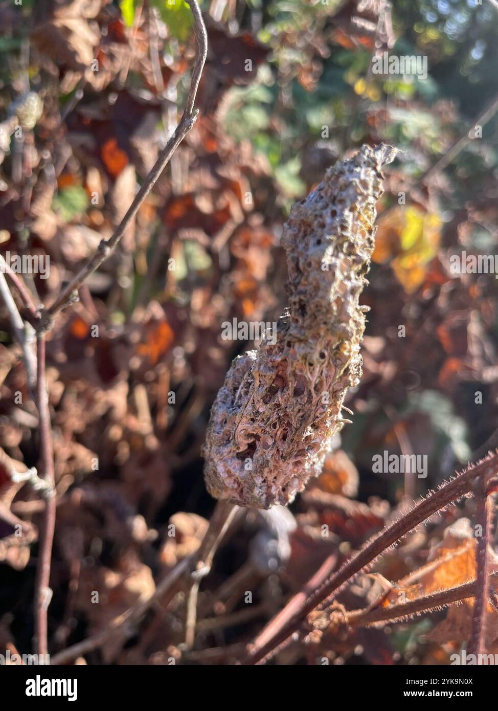 thimbleberry gallmaker (Diastrophus kincaidii Stock Photo - Alamy