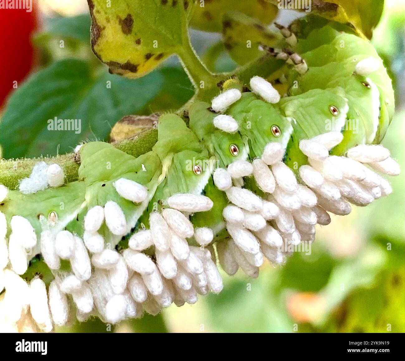 Hornworm Parasitoid Wasp (Cotesia congregata Stock Photo - Alamy