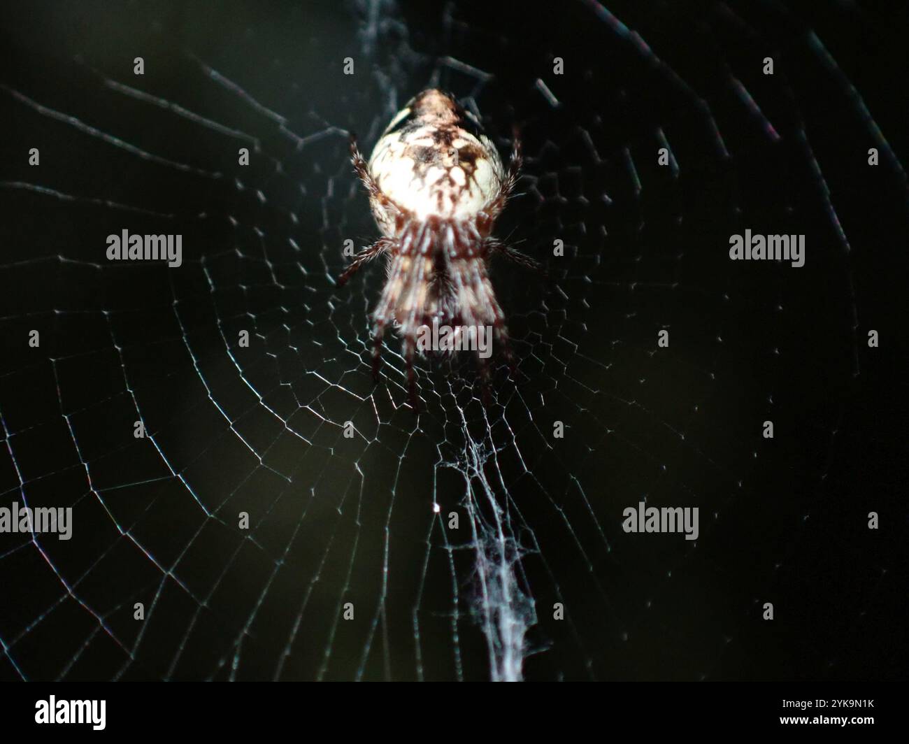 Conical Trashline Orbweaver (Cyclosa conica Stock Photo - Alamy
