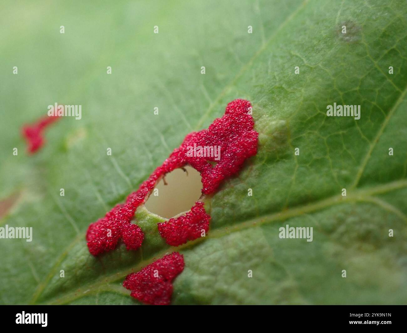 Rocky Mountain Maple Felt Mite (Aceria calaceris Stock Photo - Alamy