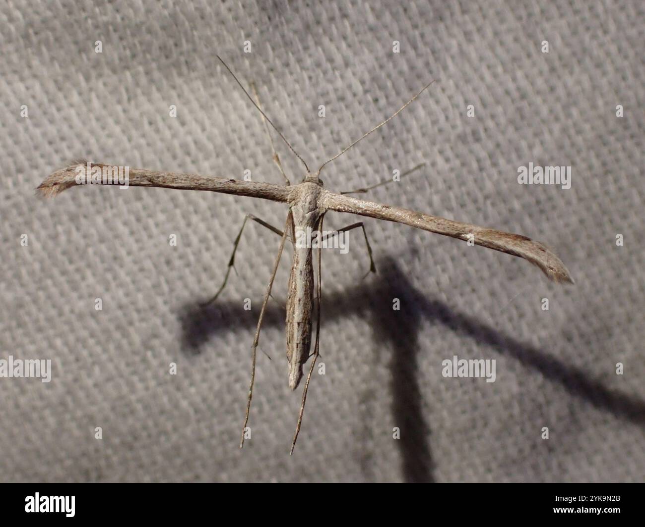 Plume Moths (Pterophoridae Stock Photo - Alamy