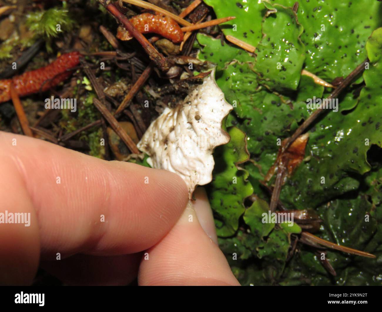 freckled pelt lichen (Peltigera aphthosa Stock Photo - Alamy