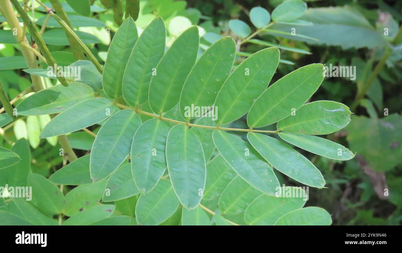 American senna (Senna hebecarpa Stock Photo - Alamy