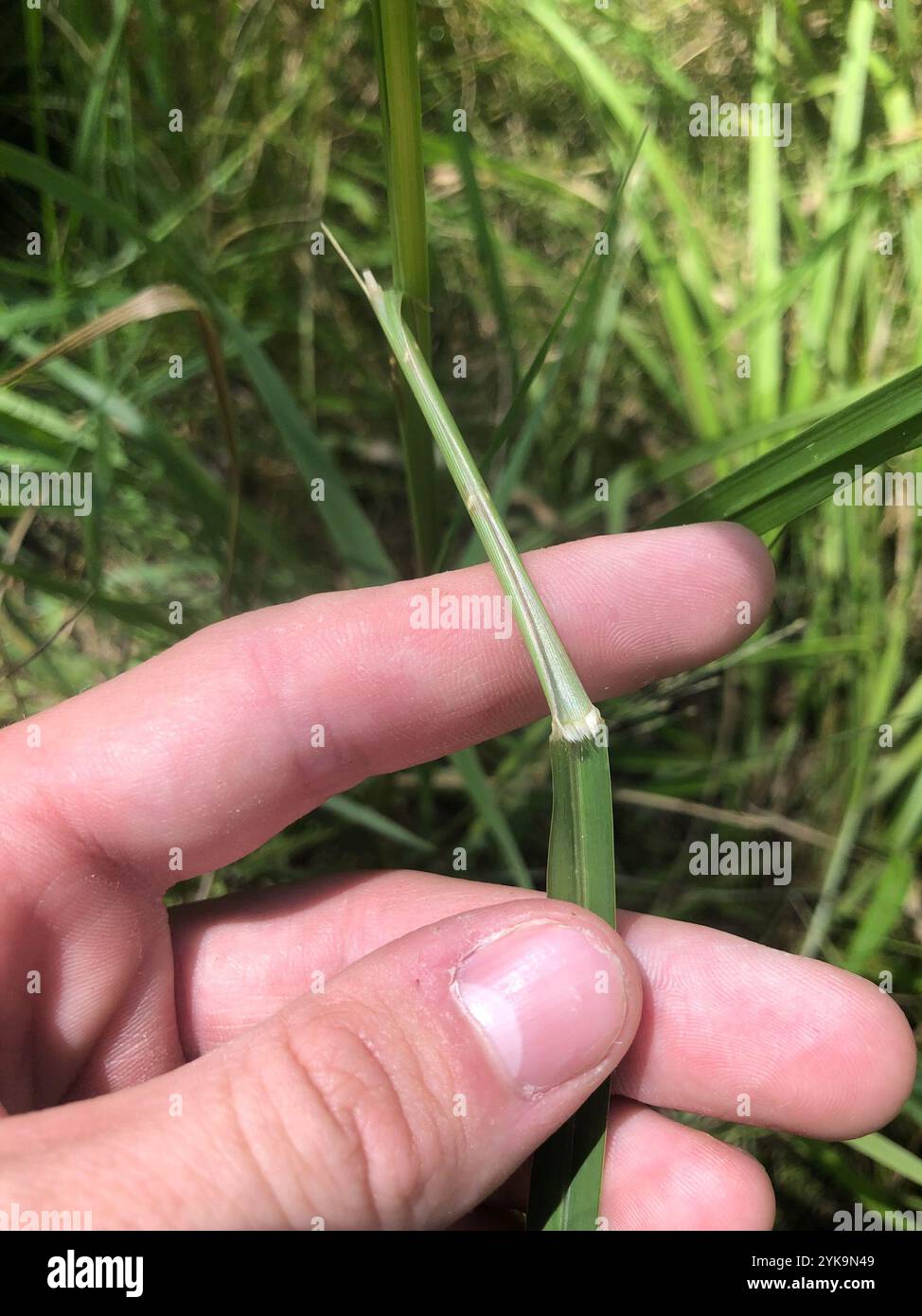 Fall Panic Grass (Panicum dichotomiflorum dichotomiflorum Stock Photo ...