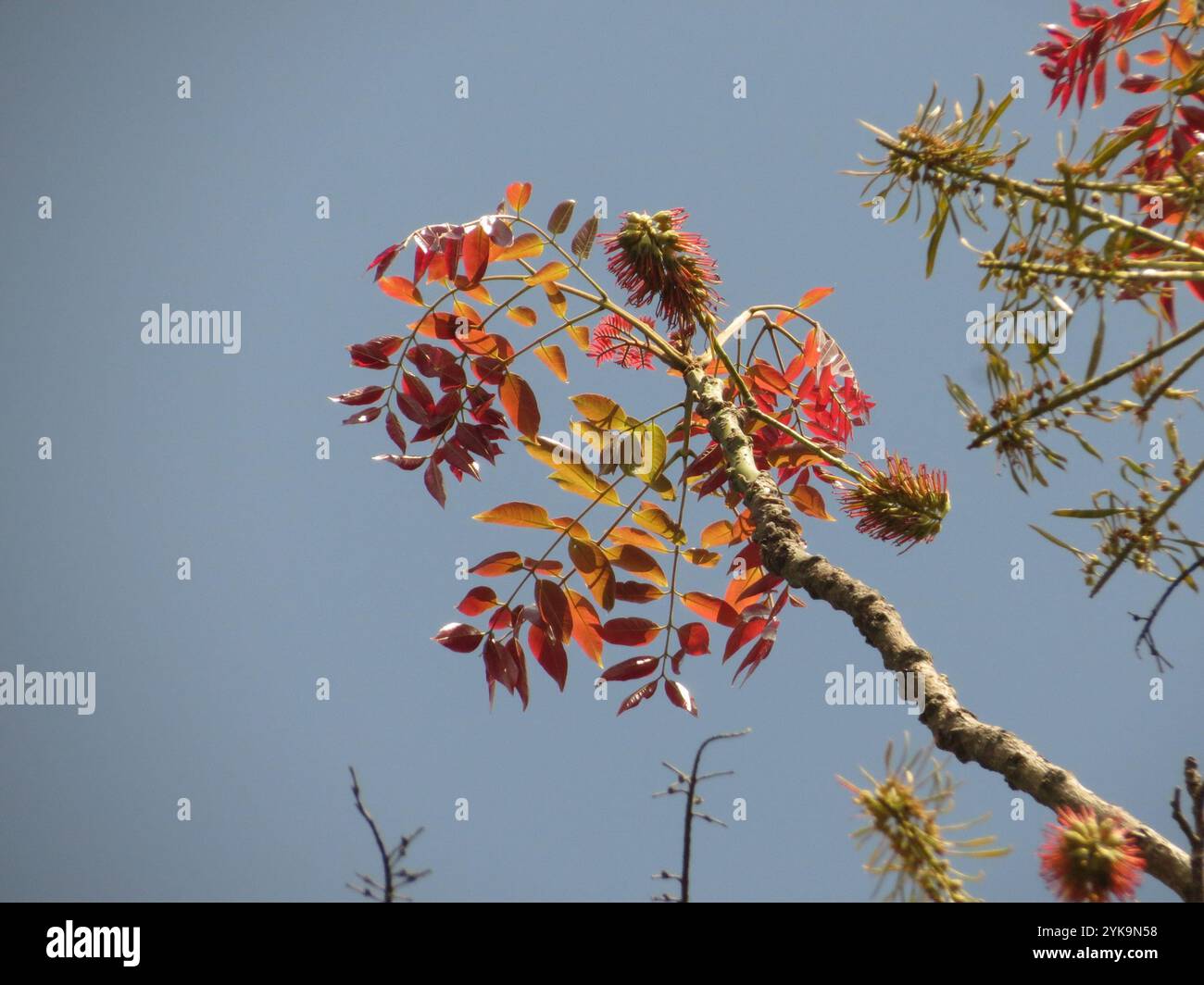 Pink Cedar (Acrocarpus fraxinifolius Stock Photo - Alamy