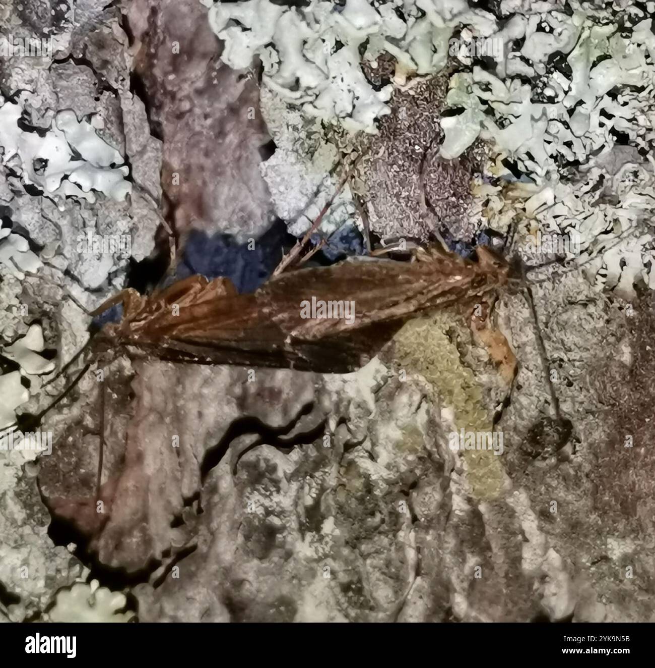 Northern Caddisflies (Limnephilidae Stock Photo - Alamy