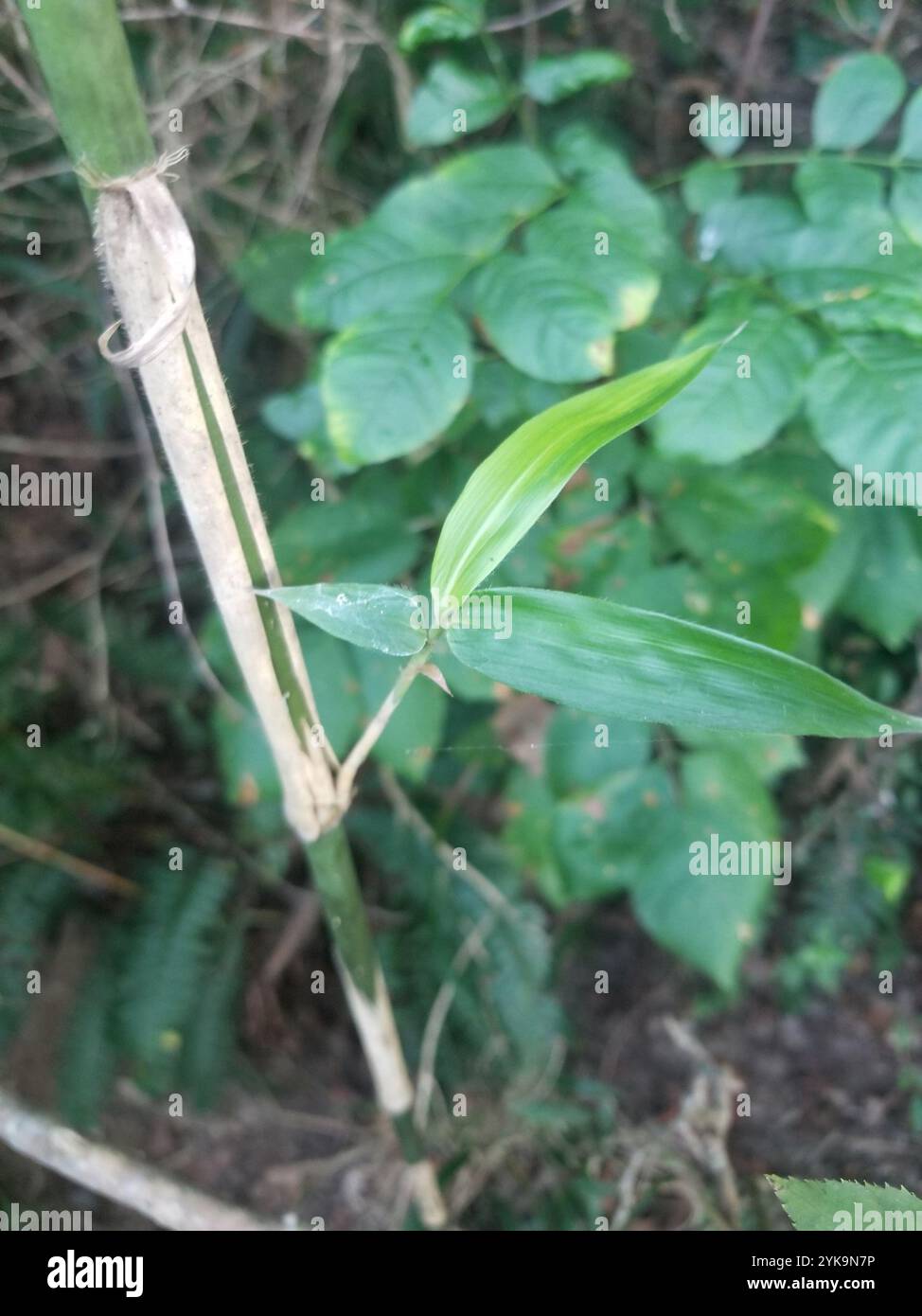 river cane (Arundinaria gigantea Stock Photo - Alamy