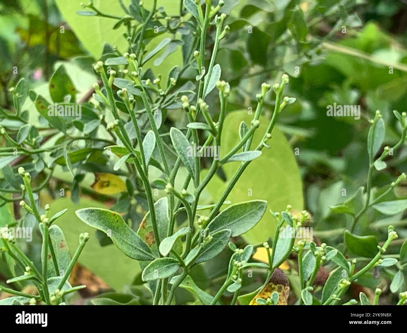 groundsel tree (Baccharis halimifolia Stock Photo - Alamy