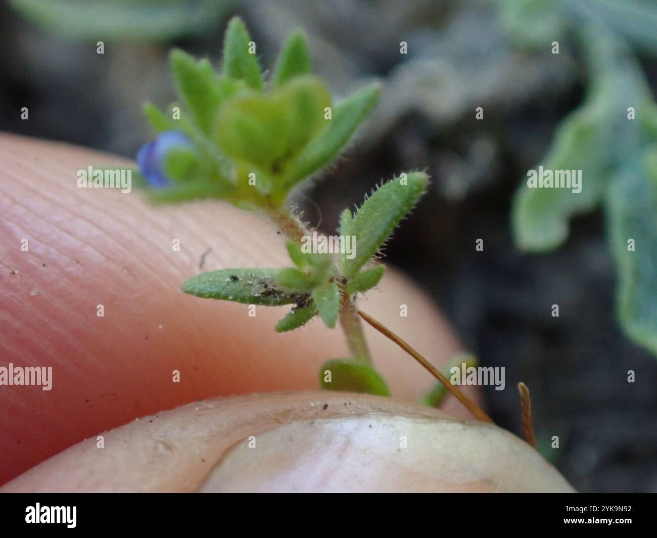 Spring Speedwell (Veronica verna Stock Photo - Alamy