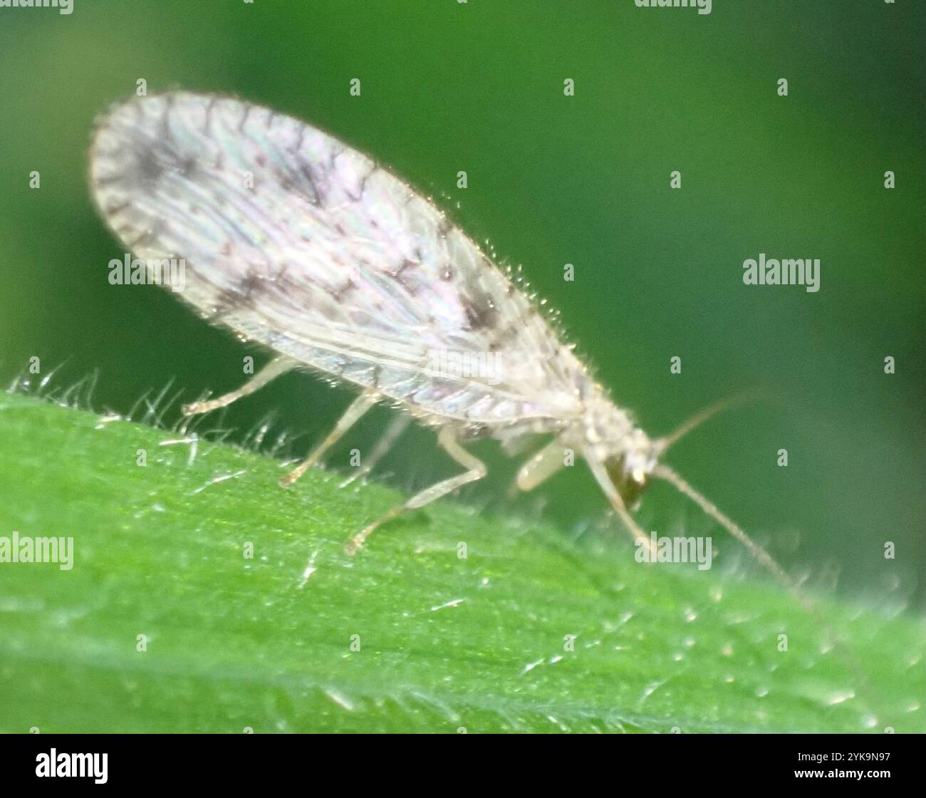 Variegated Brown Lacewing (Micromus variegatus Stock Photo - Alamy