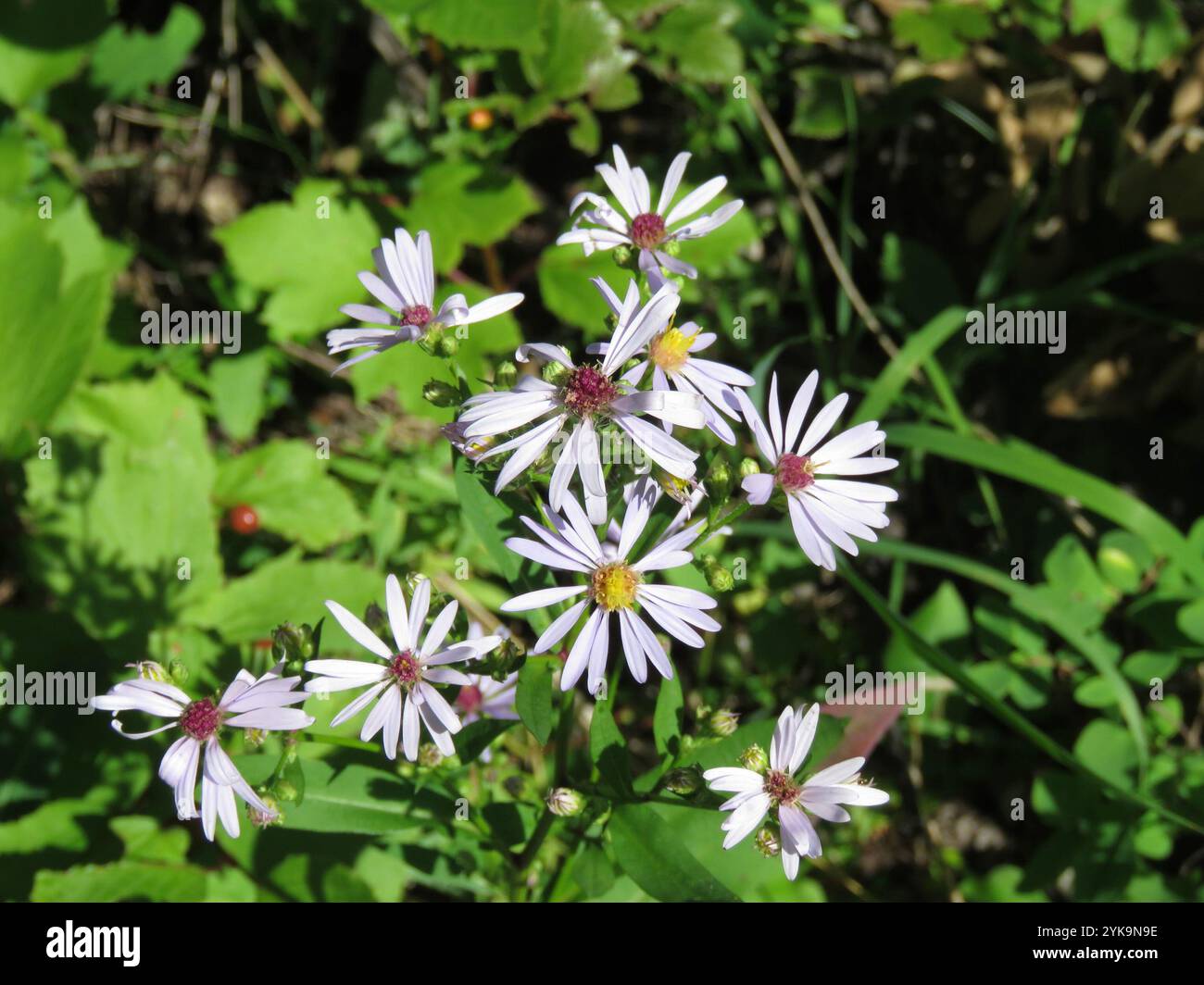 American asters (Symphyotrichum Stock Photo - Alamy