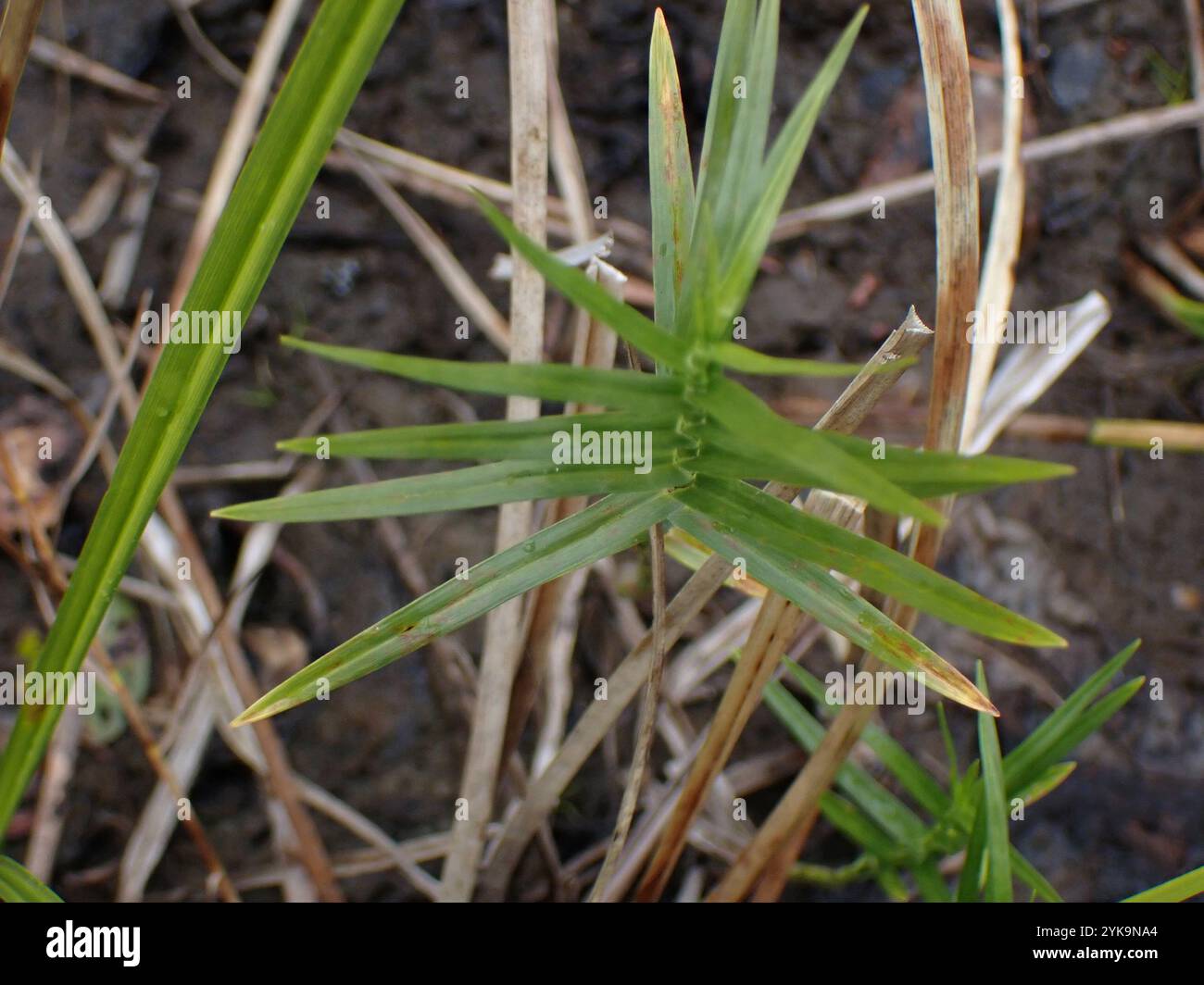Three-way Sedge (Dulichium arundinaceum Stock Photo - Alamy