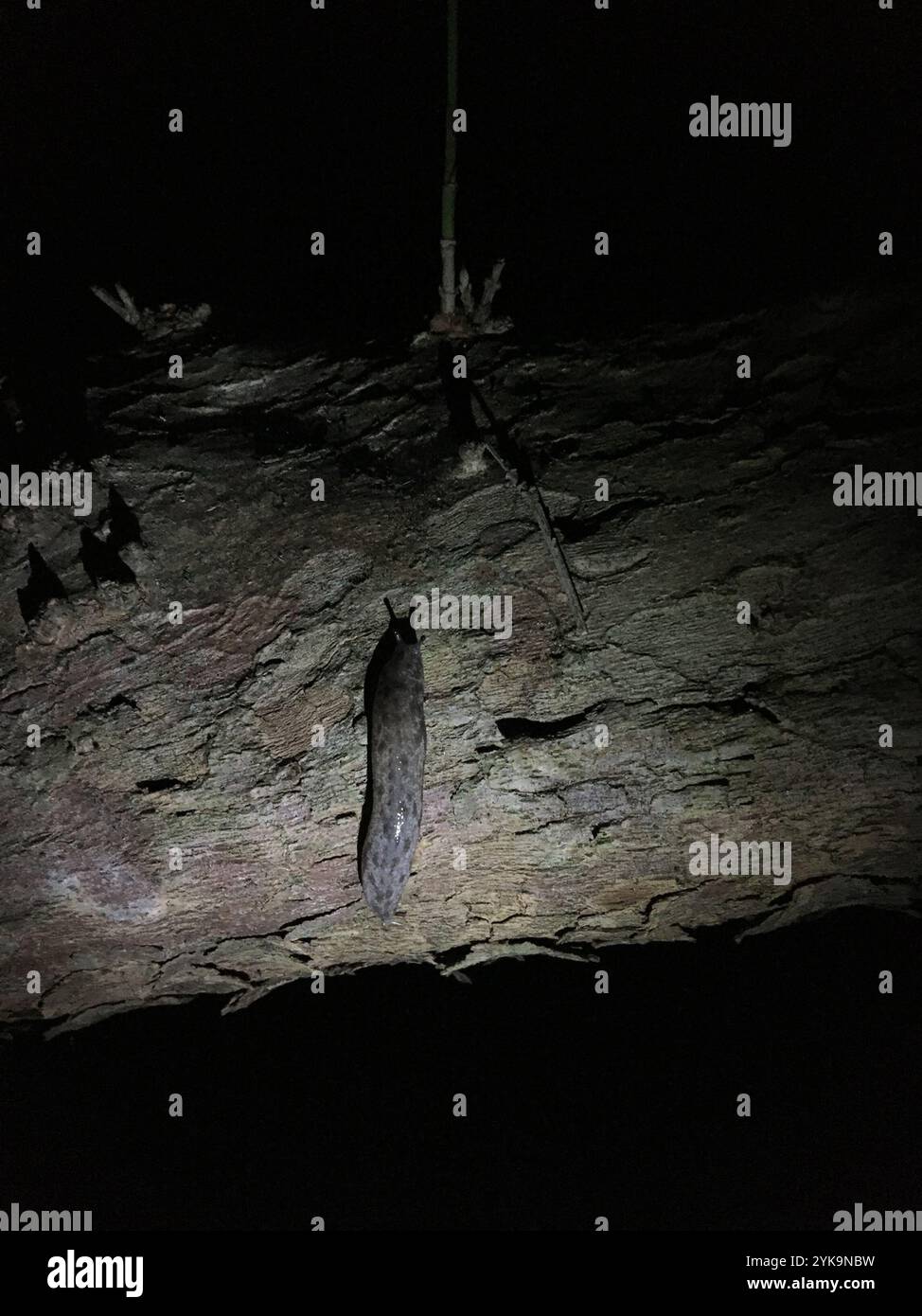 Changeable Mantleslug (Megapallifera mutabilis Stock Photo - Alamy