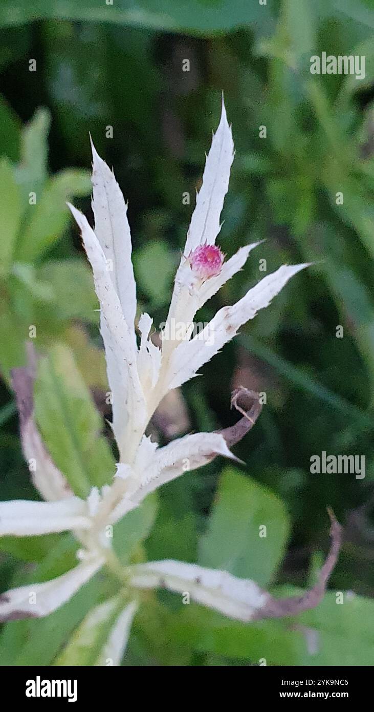 Bacterial Speck (Pseudomonas syringae Stock Photo - Alamy