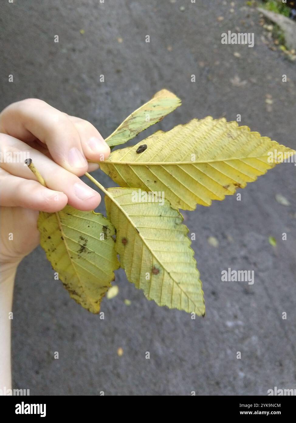 Red Alder (Alnus rubra Stock Photo - Alamy