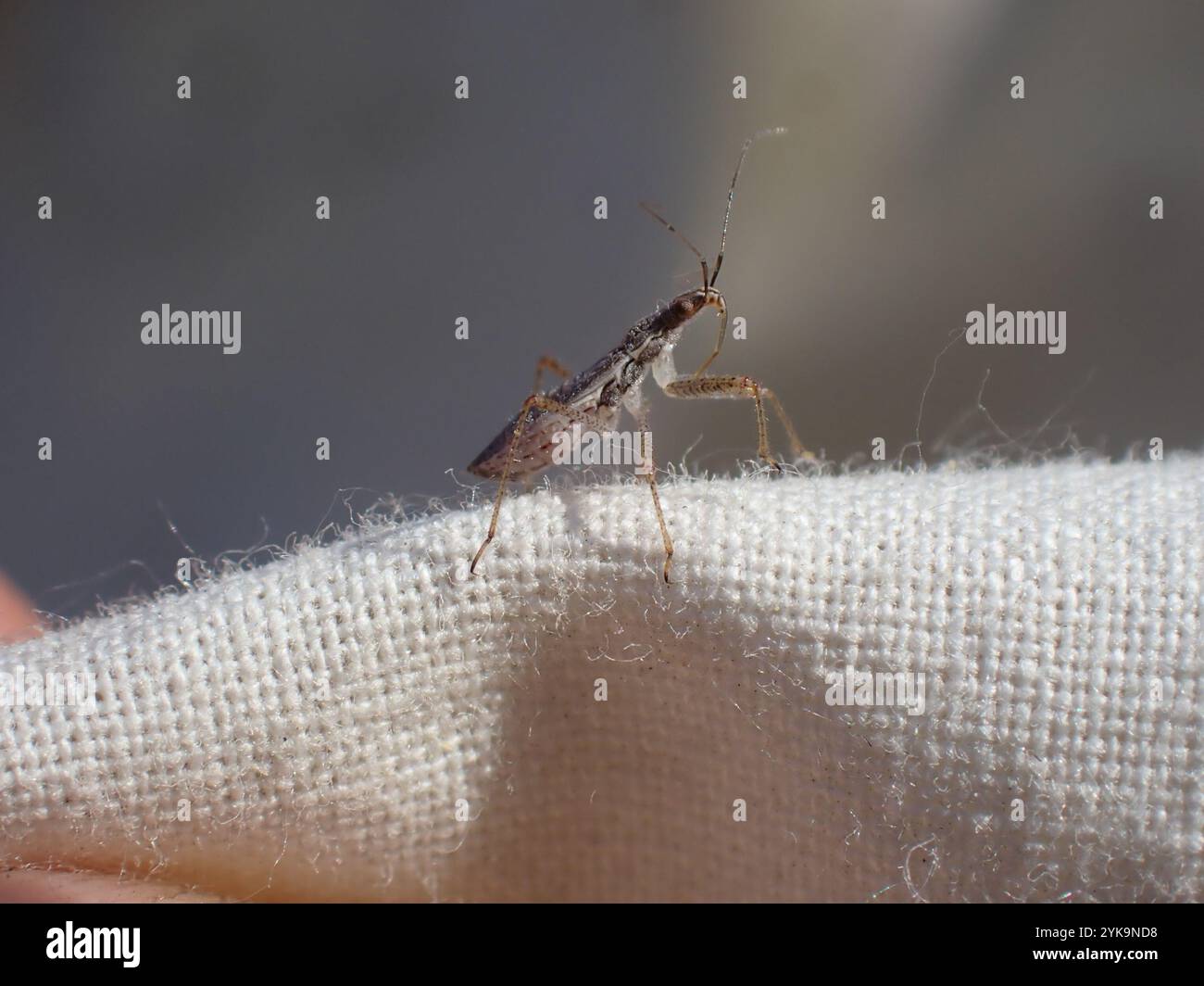 Damsel Bugs (Nabidae Stock Photo - Alamy