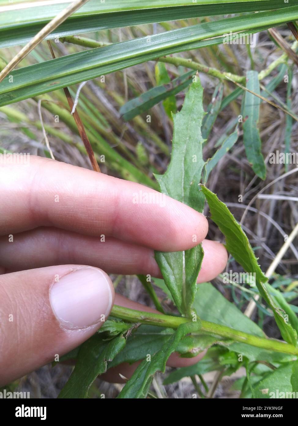 American burnweed (Erechtites hieraciifolius Stock Photo - Alamy