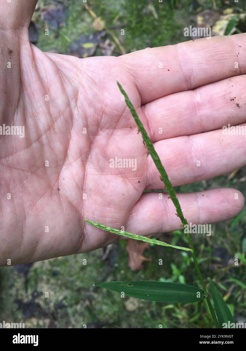 Japanese stiltgrass hi-res stock photography and images - Alamy