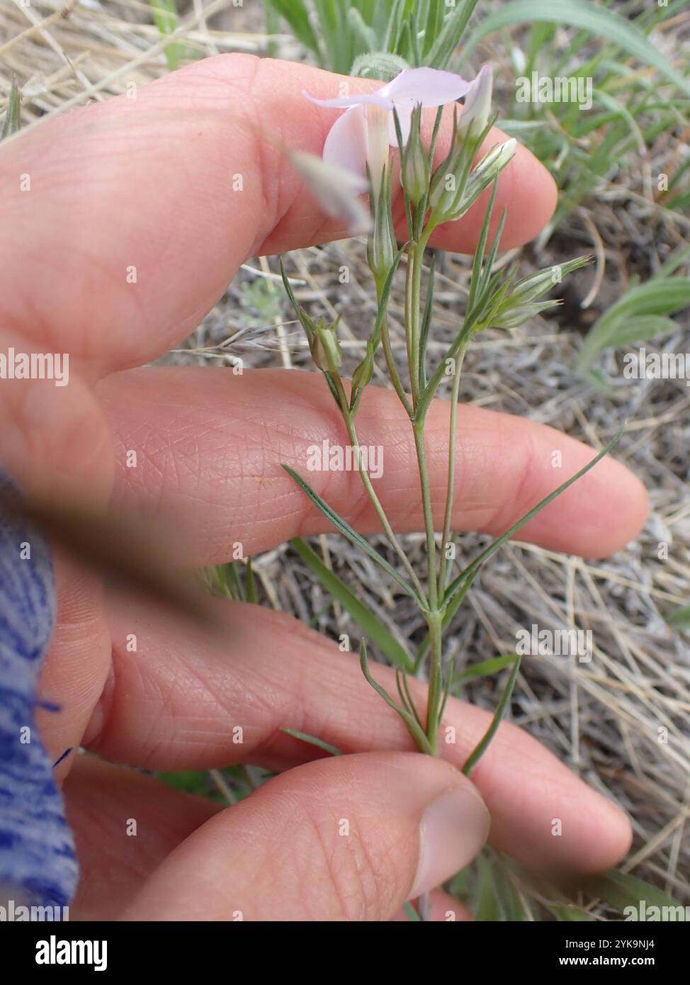 Longleaf Phlox (Phlox longifolia Stock Photo - Alamy
