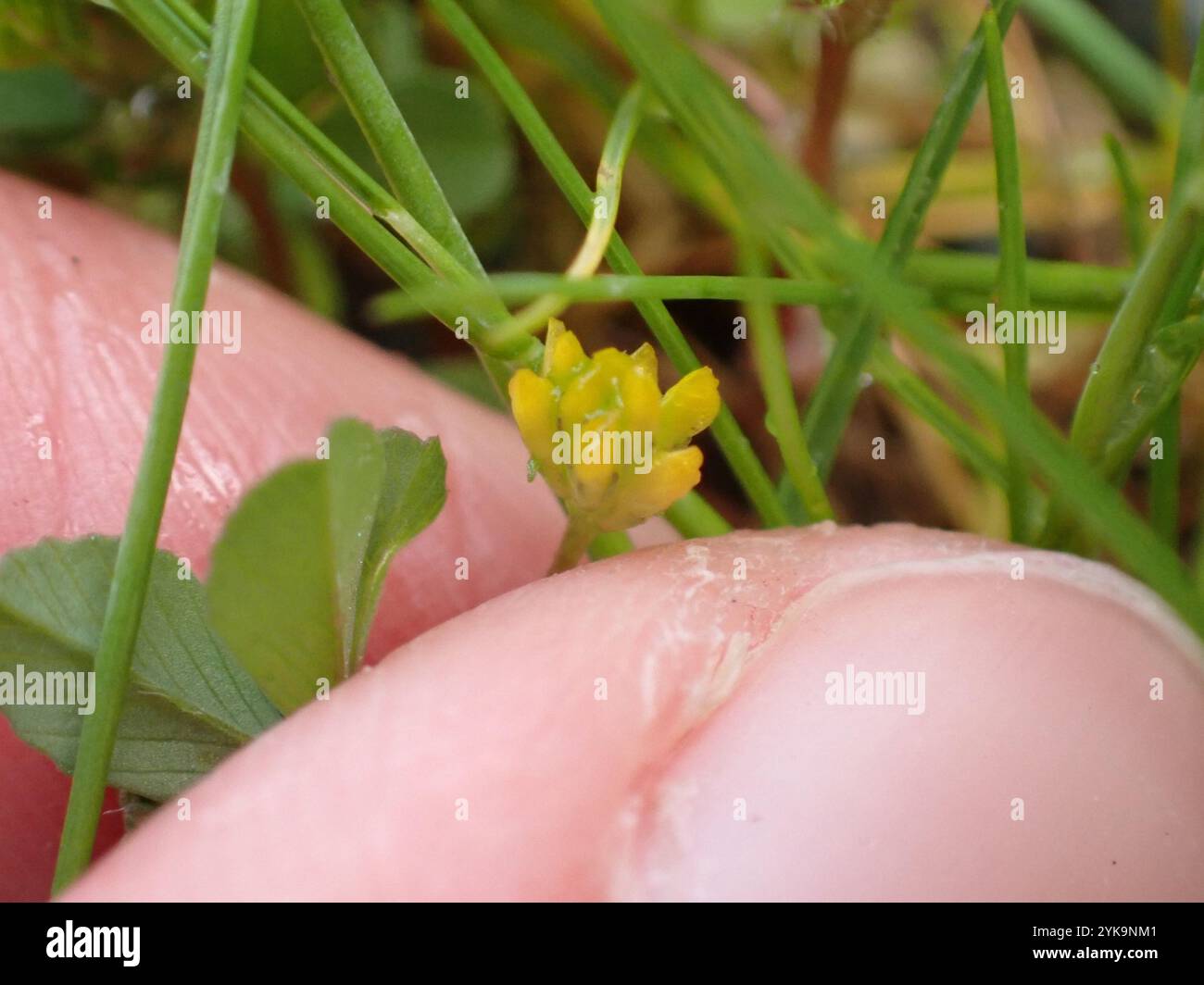 Lesser hop trefoil (Trifolium dubium Stock Photo - Alamy